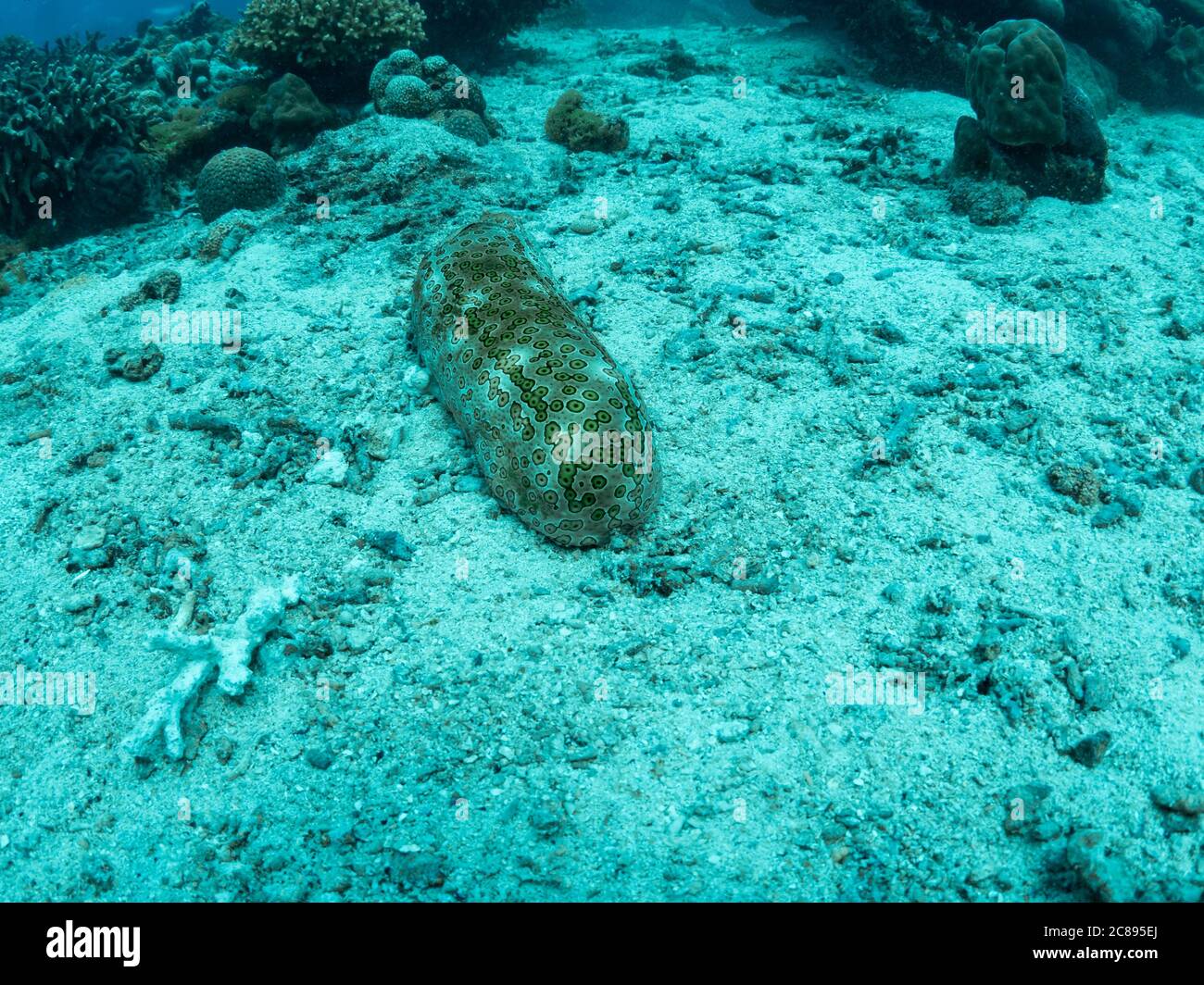 Wunderschne Gurke Im Wasser Bilder