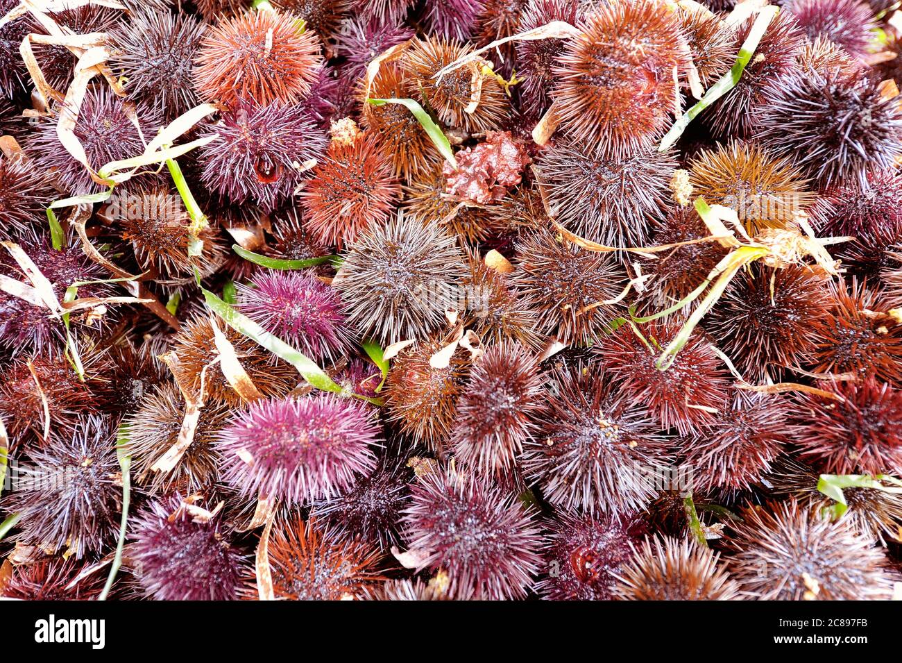 Schwarze stachelige seeigel -Fotos und -Bildmaterial in hoher Auflösung ...