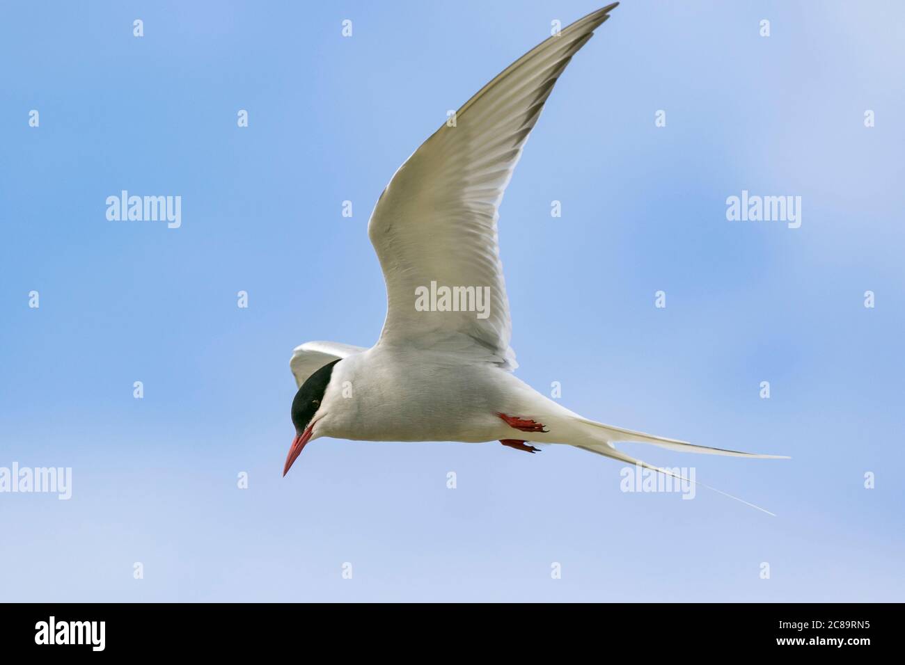 Sterna paradisaea migration -Fotos und -Bildmaterial in hoher Auflösung ...