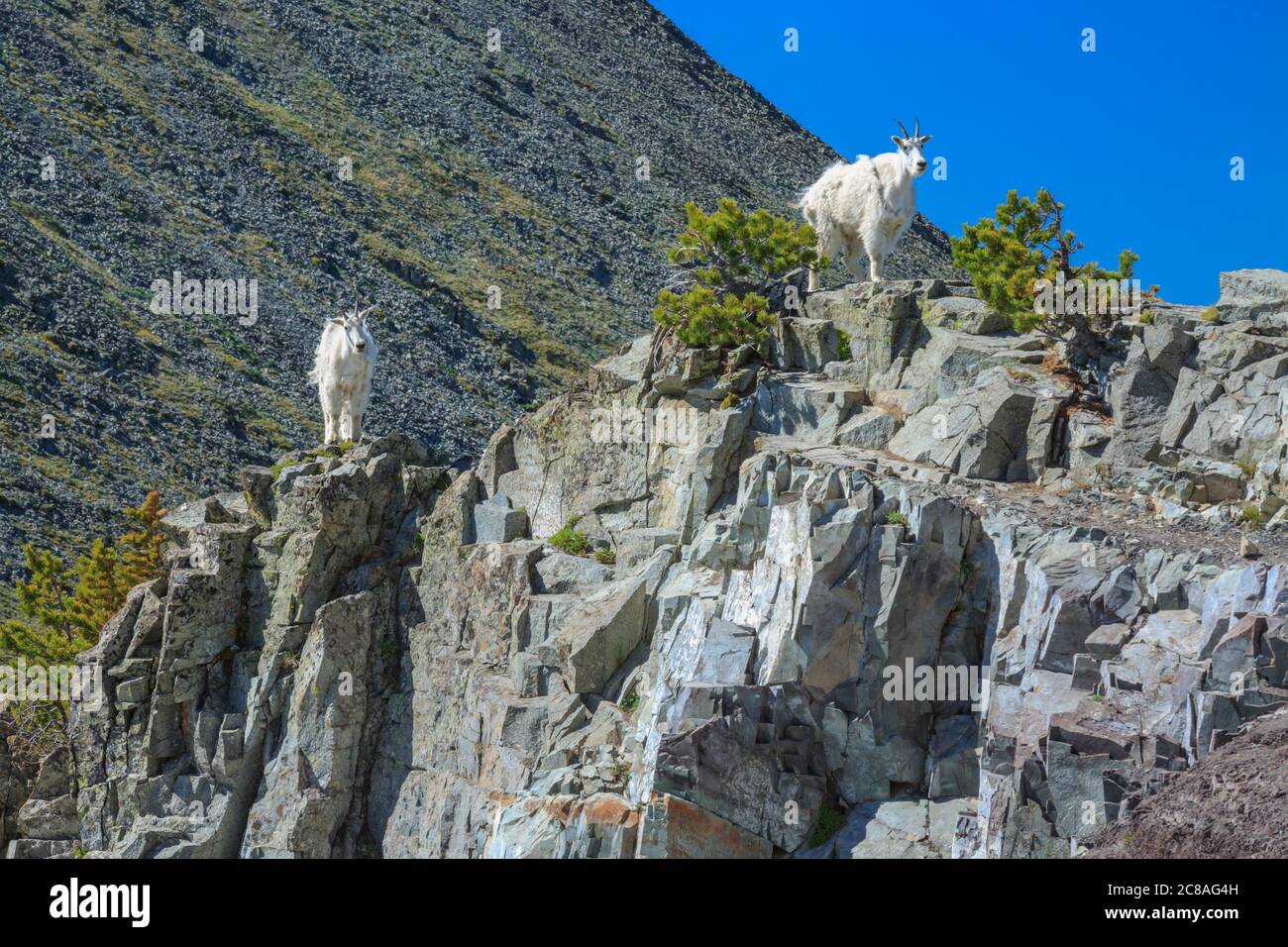 Alpines ökosystem -Fotos und -Bildmaterial in hoher Auflösung – Alamy