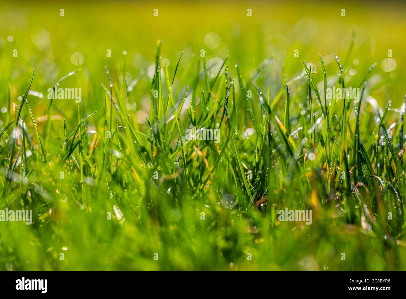 Background image lush grass field -Fotos und -Bildmaterial in hoher ...