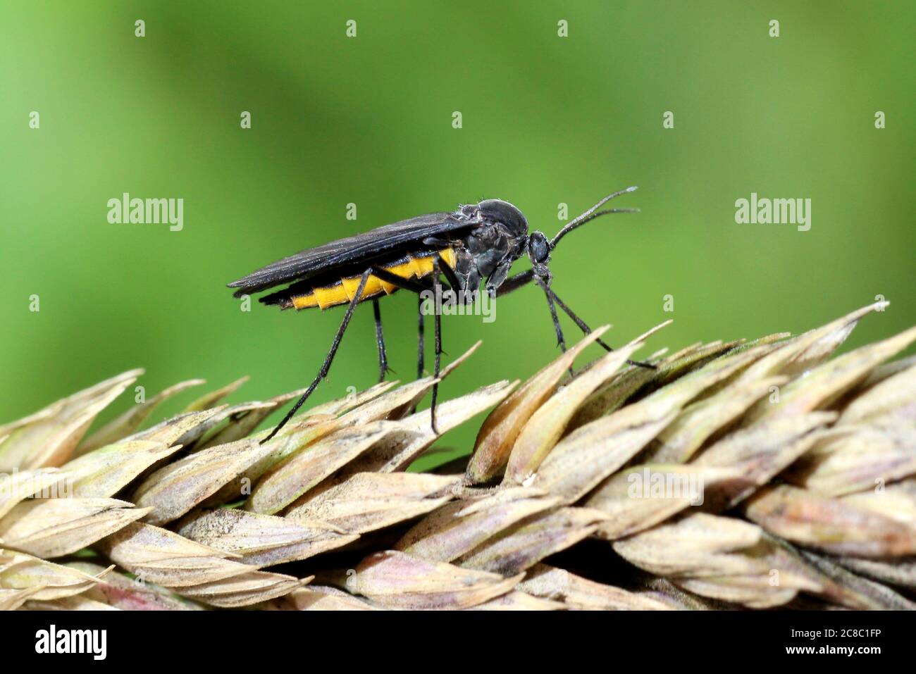Fungus gnat -Fotos und -Bildmaterial in hoher Auflösung – Alamy