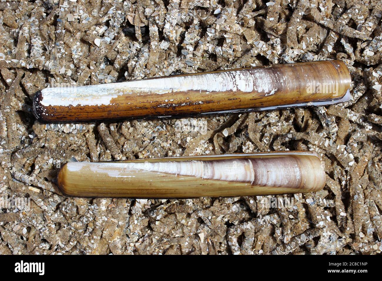 Razorshells -Fotos und -Bildmaterial in hoher Auflösung – Alamy