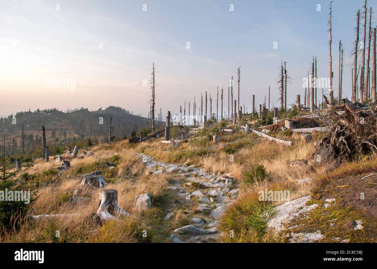 Waldsterben klimawandel deutschland -Fotos und -Bildmaterial in hoher ...