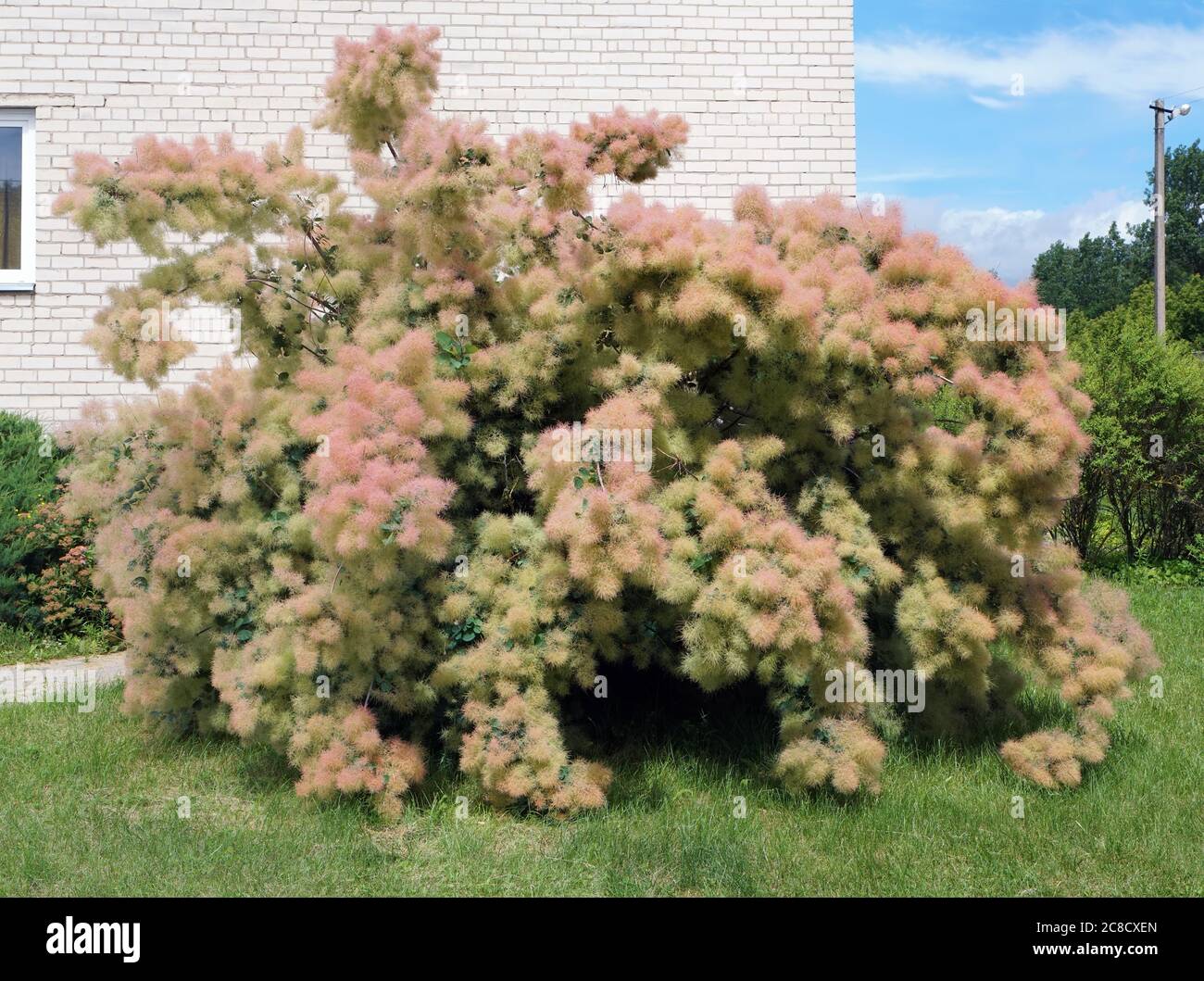 Cotinus coggygria red beauty -Fotos und -Bildmaterial in hoher ...