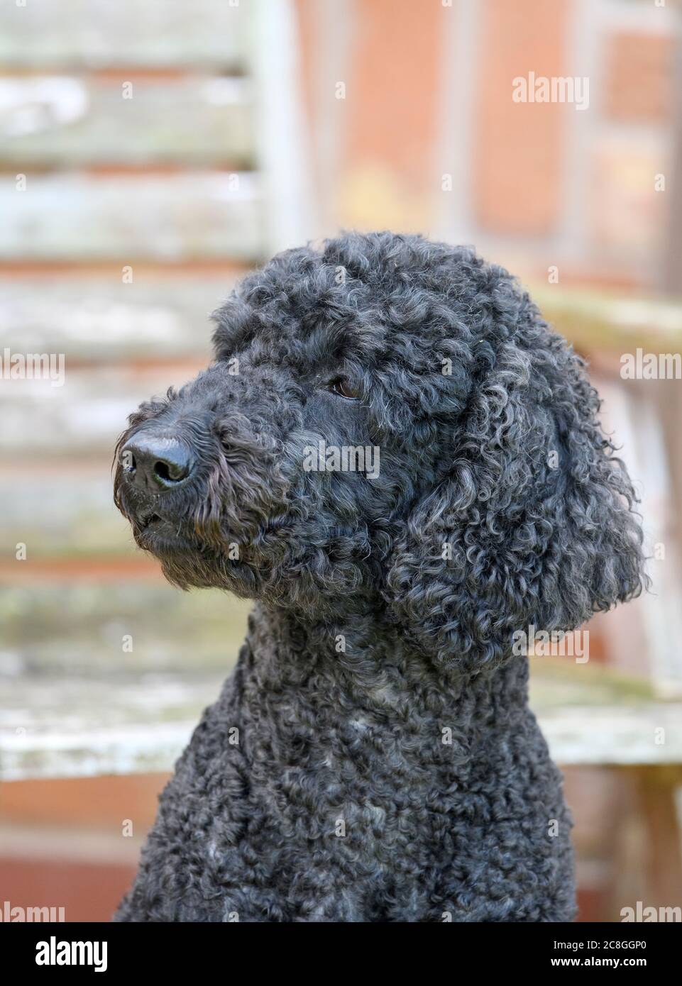 Schwarze Labradoodles Stockfotos und -bilder Kaufen - Alamy