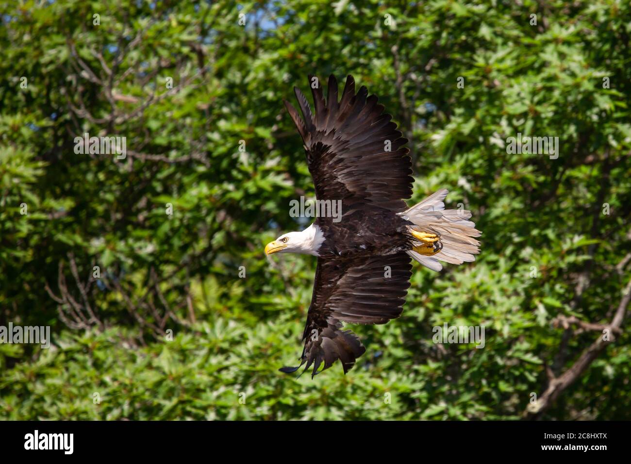 Fliegende Wild Lebende Tiere Stockfotos und -bilder Kaufen - Alamy