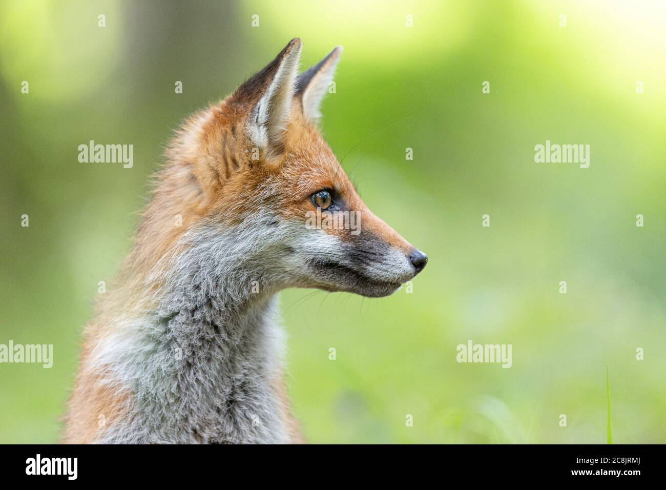 Woodland animals -Fotos und -Bildmaterial in hoher Auflösung – Alamy