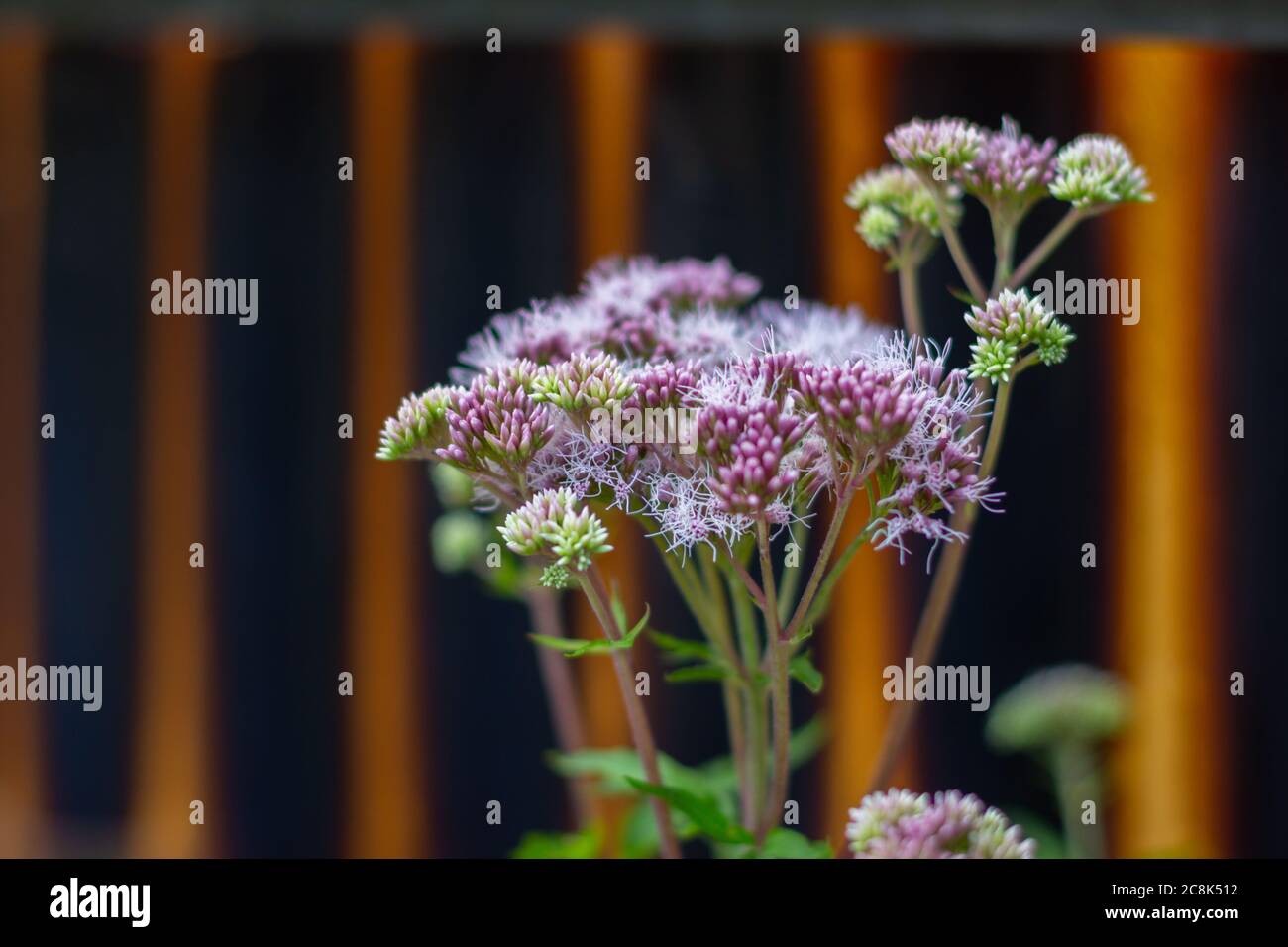 Rosa hanf landwirtschaft -Fotos und -Bildmaterial in hoher Auflösung ...