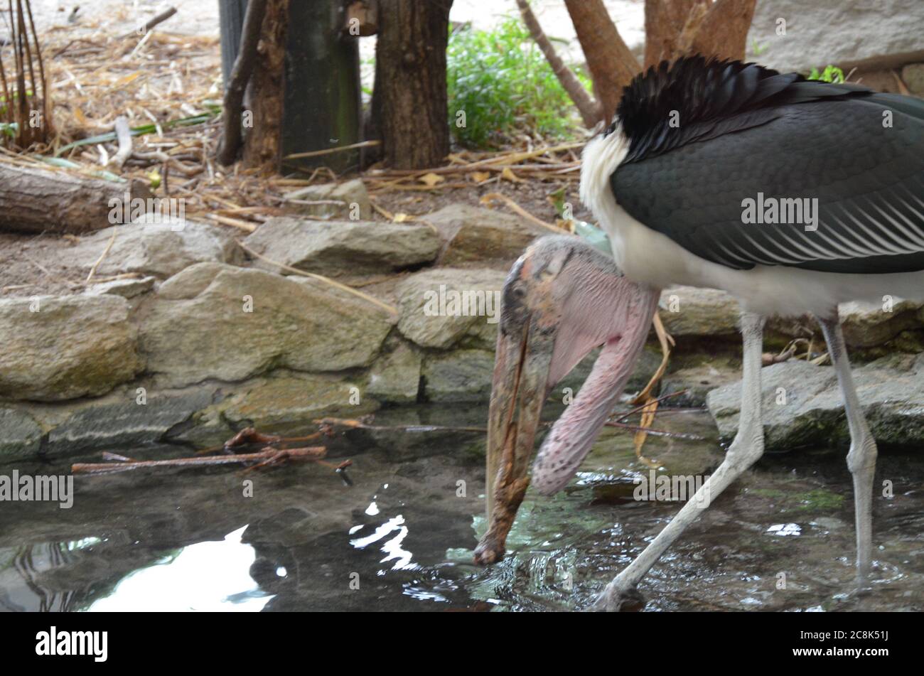 Hässliche füße und schöne füße -Fotos und -Bildmaterial in hoher ...