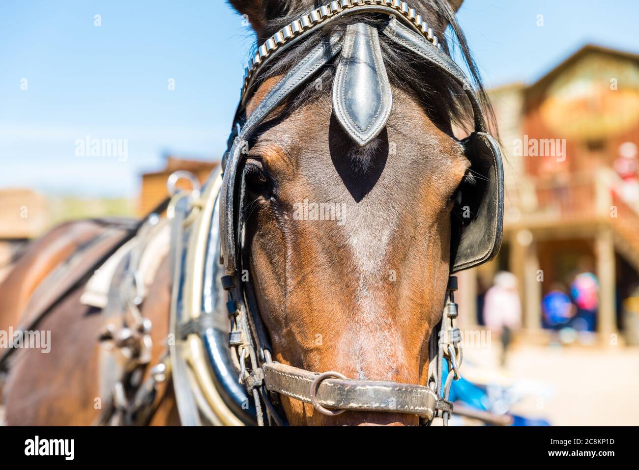 Head White Horse Harness Stockfotos und -bilder Kaufen - Alamy