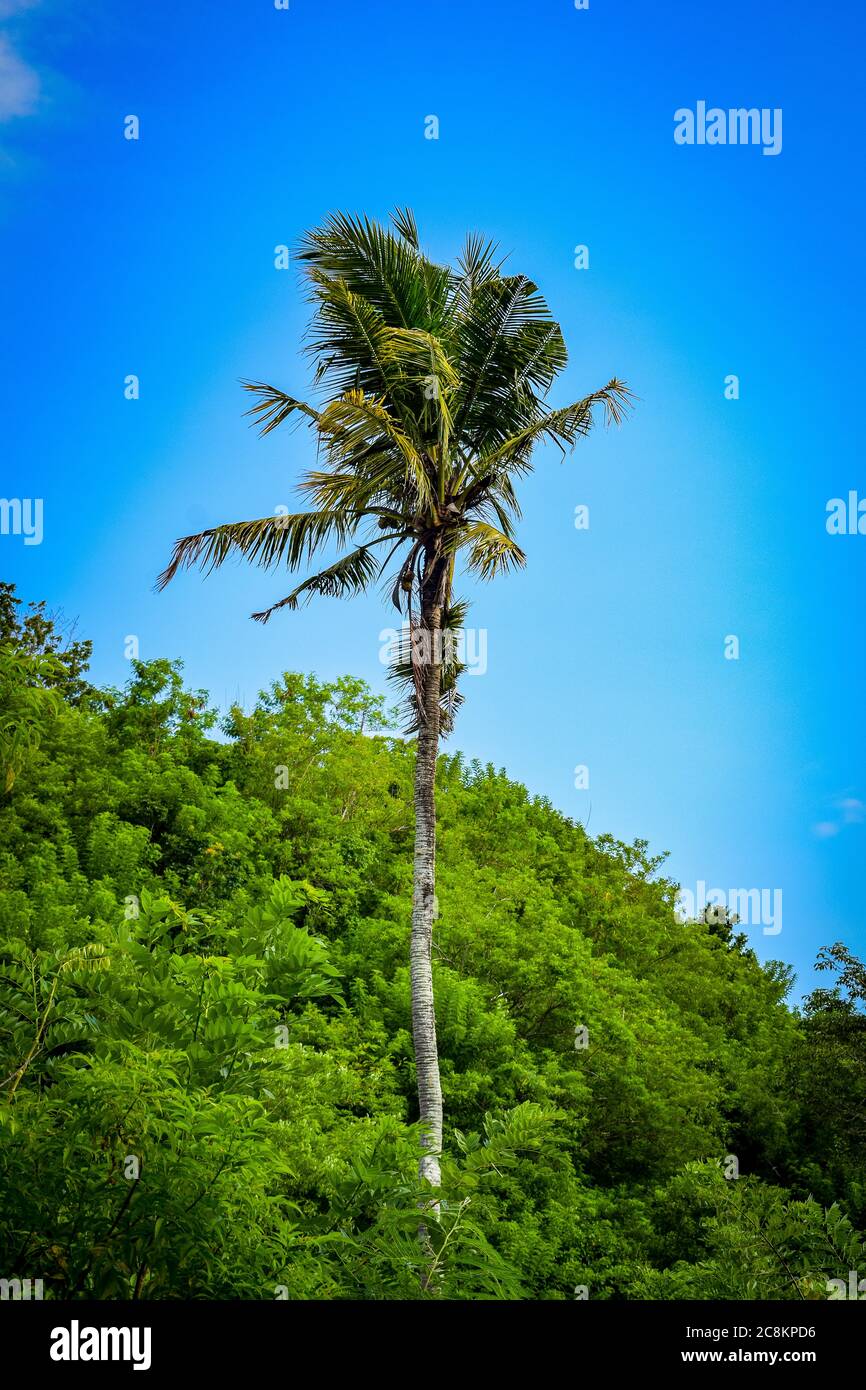 Großer Baum mit Ästen und Land mit Kräutern, große Bäume in der Natur ...