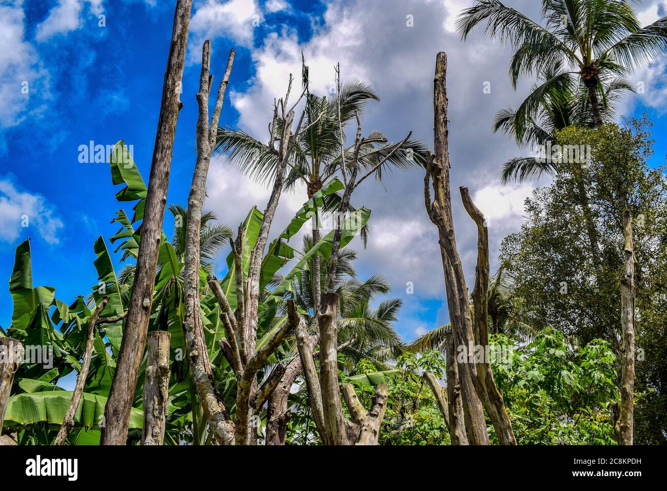 Großer Baum mit Ästen und Land mit Kräutern, große Bäume in der Natur ...