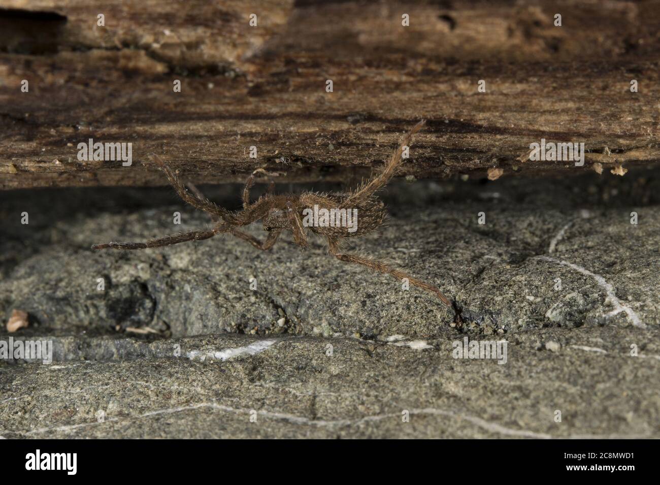 Jagdspinne, Curicaberis sp., Sparassidae, Corcovado Nationalpark, Costa ...