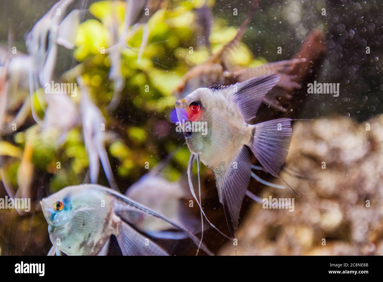 Meerwasseraquarium tropische Fische, lebendige Farbe, Unterwasserwelt ...