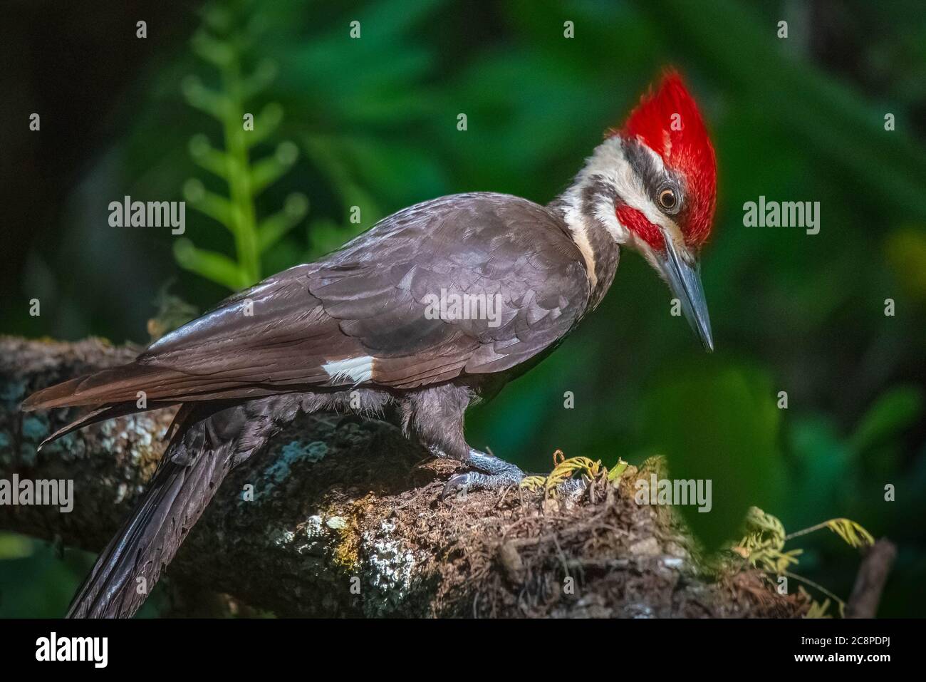 Specht foto -Fotos und -Bildmaterial in hoher Auflösung – Alamy