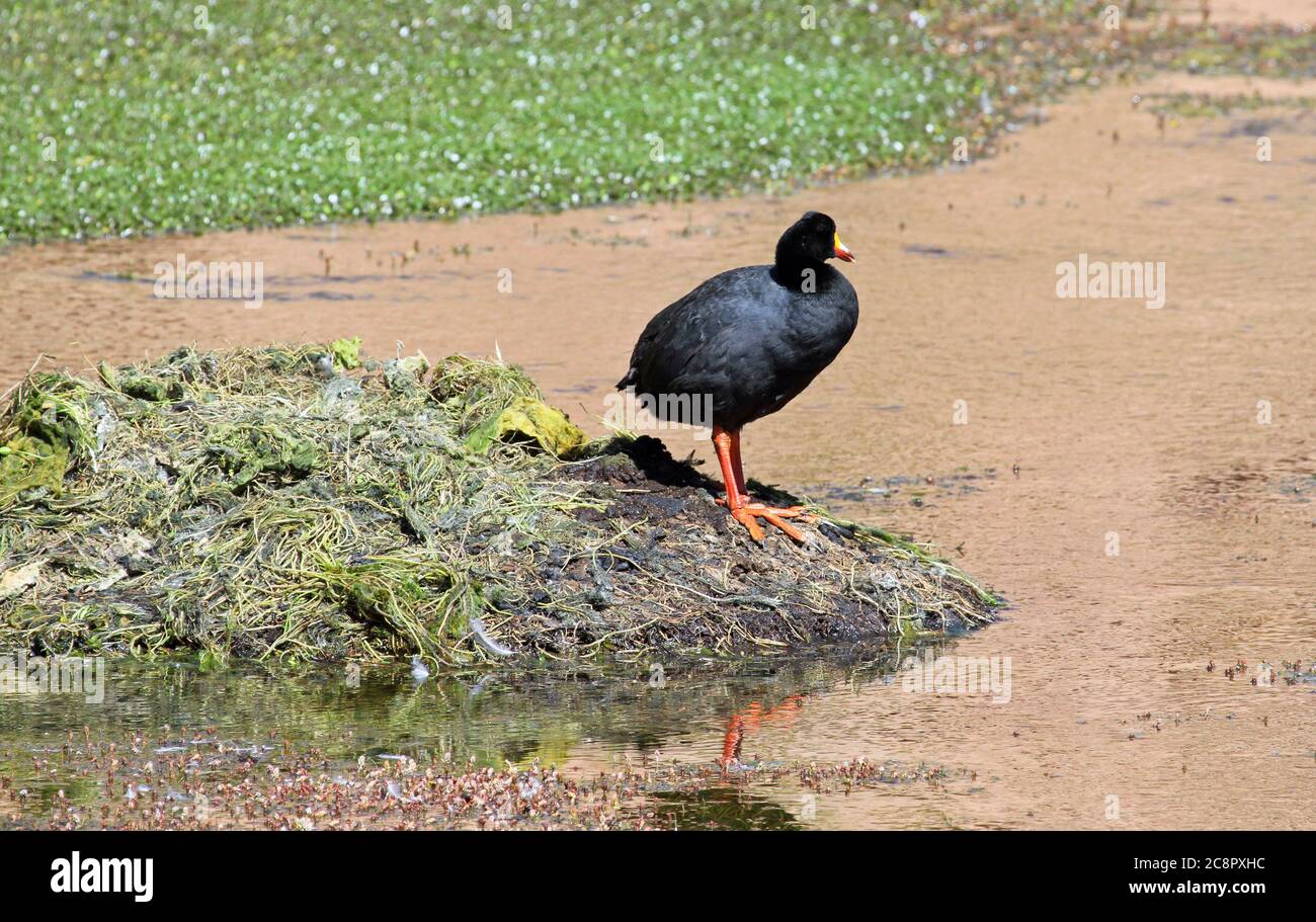 Riese von atacama -Fotos und -Bildmaterial in hoher Auflösung – Alamy