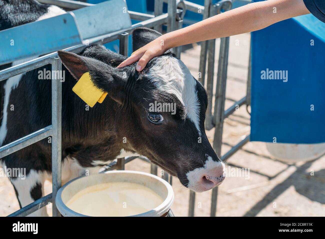 Niedliches kalb -Fotos und -Bildmaterial in hoher Auflösung – Alamy