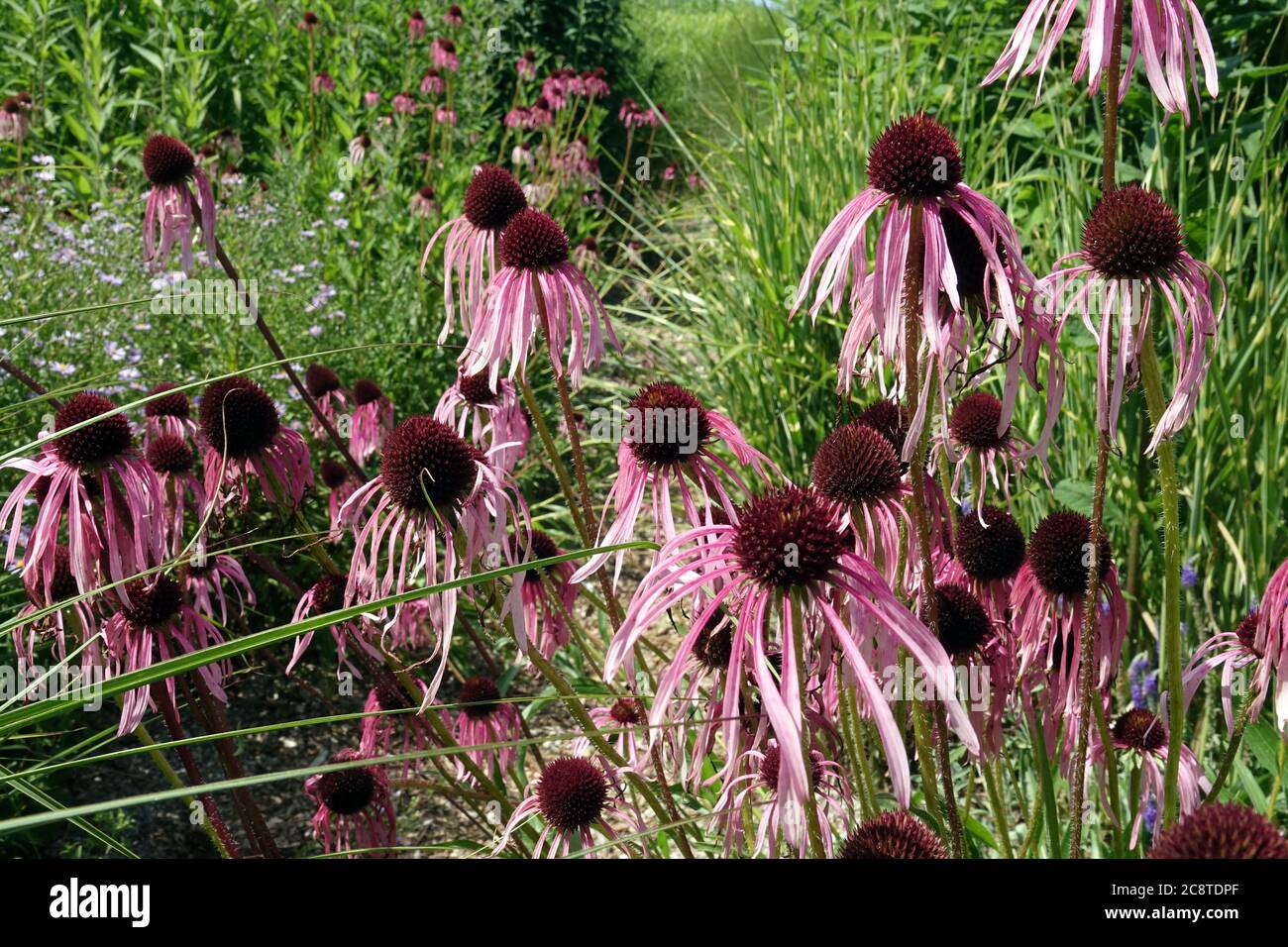 Echinacea pallida -Fotos und -Bildmaterial in hoher Auflösung – Alamy