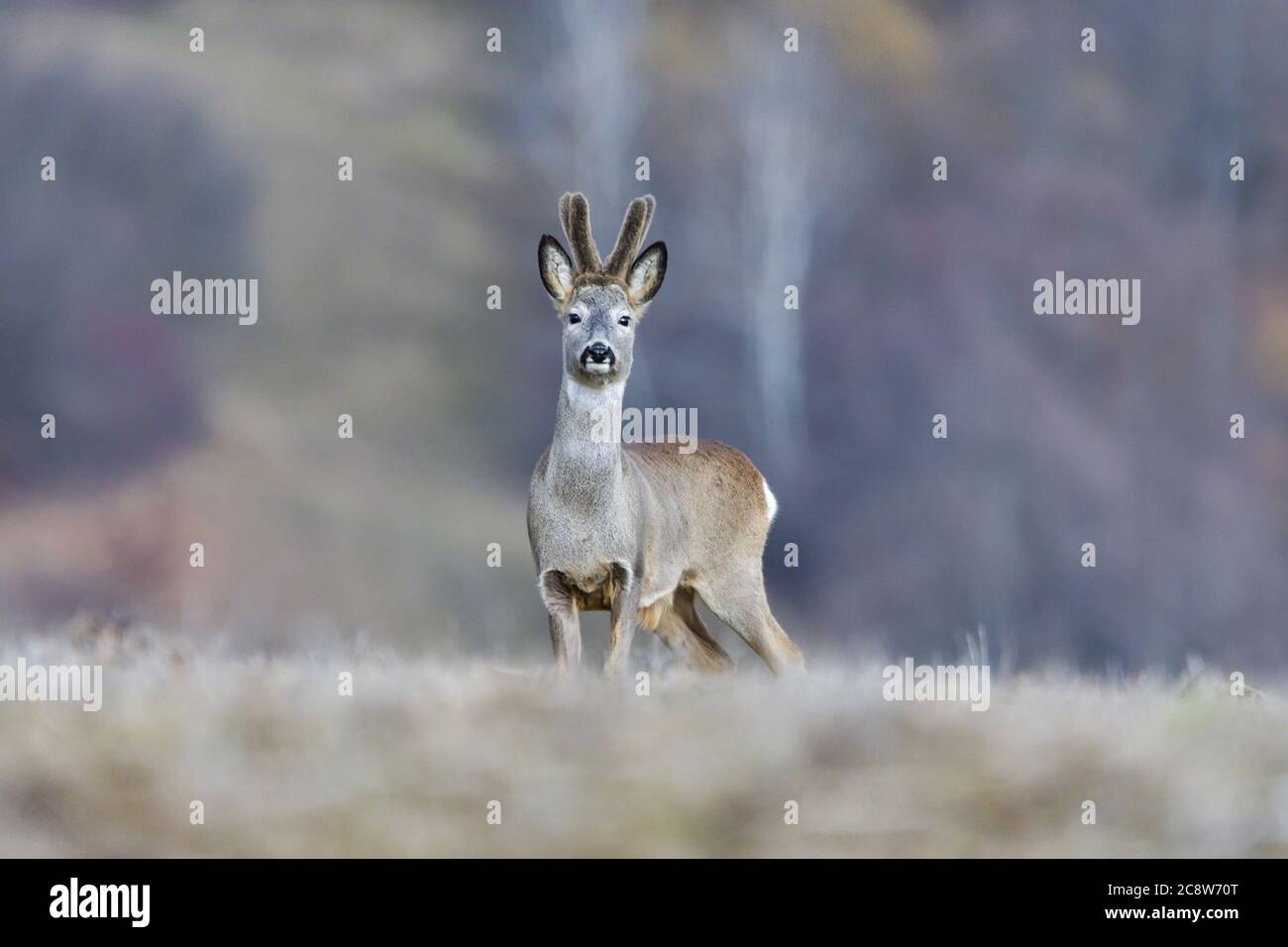 Brunftzeit von rehen -Fotos und -Bildmaterial in hoher Auflösung – Alamy