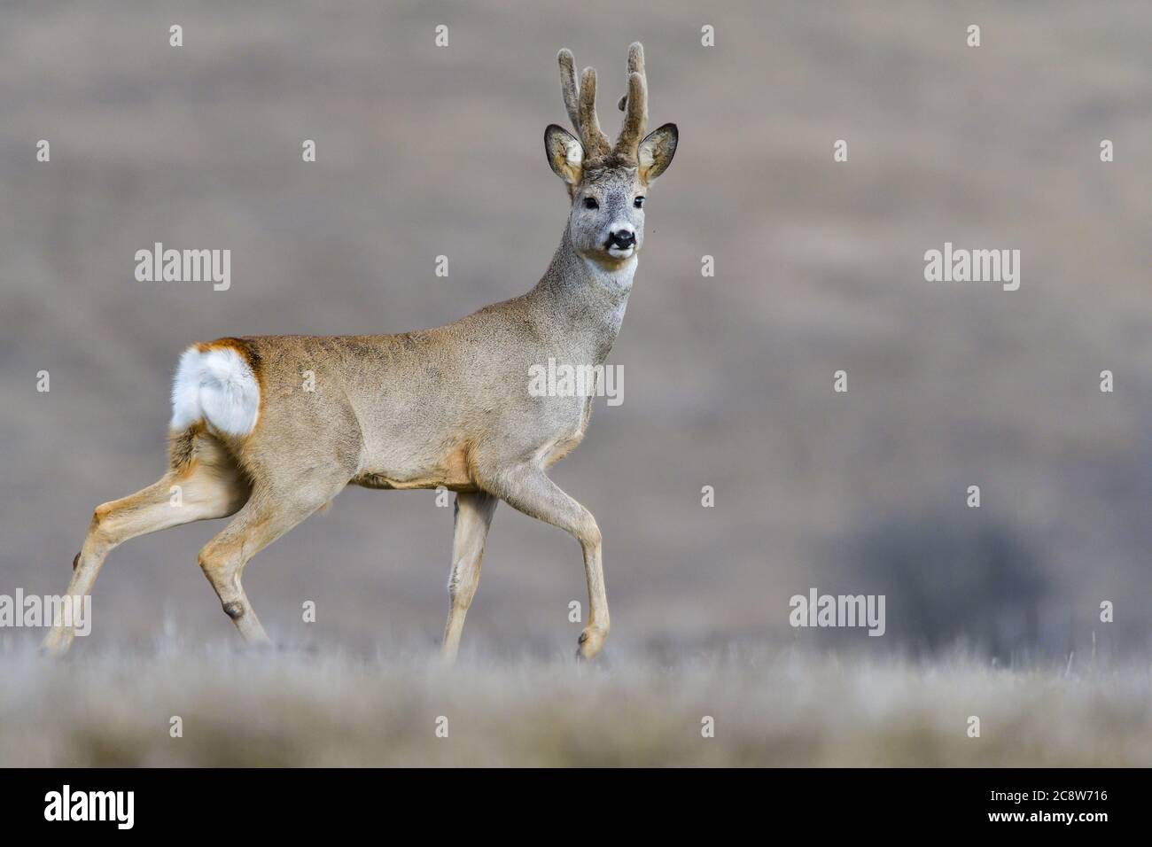 Brunftzeit von rehen -Fotos und -Bildmaterial in hoher Auflösung – Alamy