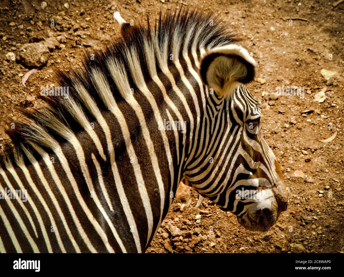 Equidae family -Fotos und -Bildmaterial in hoher Auflösung – Alamy