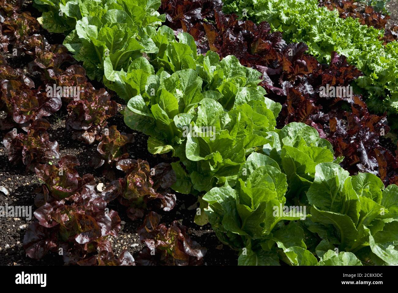 Verschiedene salatsorten anbauen -Fotos und -Bildmaterial in hoher ...