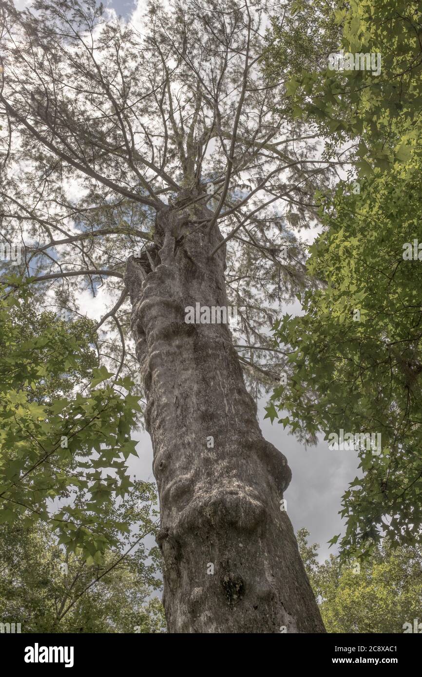 Baum am Big Cypress Boardwalk Trail im Goethe State Forest, Morriston ...