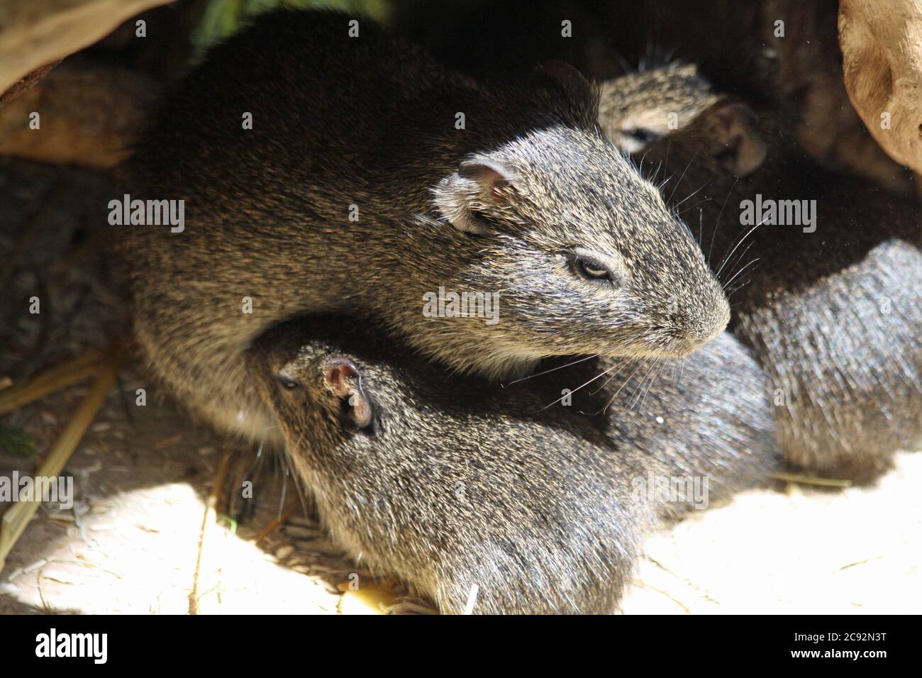 Guinea pig cavia aperea -Fotos und -Bildmaterial in hoher Auflösung – Alamy