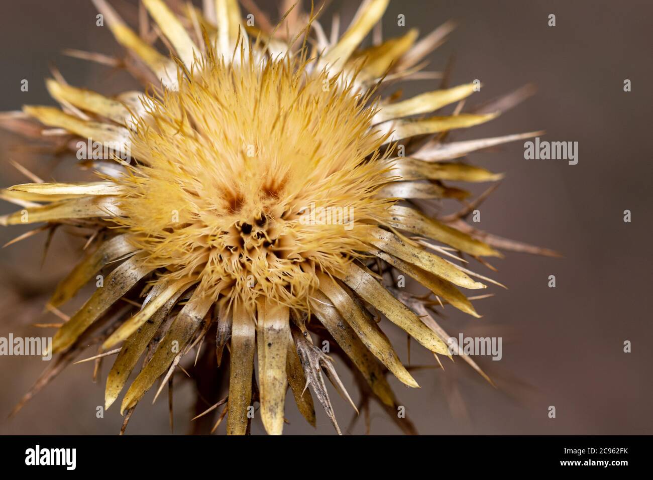 Rosette einer distel -Fotos und -Bildmaterial in hoher Auflösung – Alamy