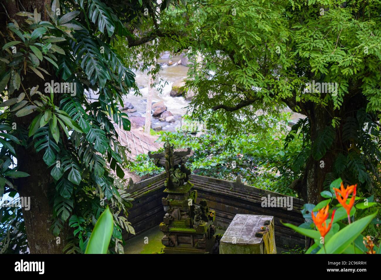 Großer Baum mit Ästen und Land mit Kräutern, große Bäume in der Natur ...