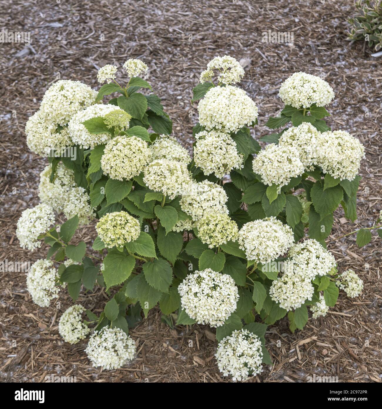 Wilde Hortensien (Hydrangea arborescens 'Invincibelle Limetta ...