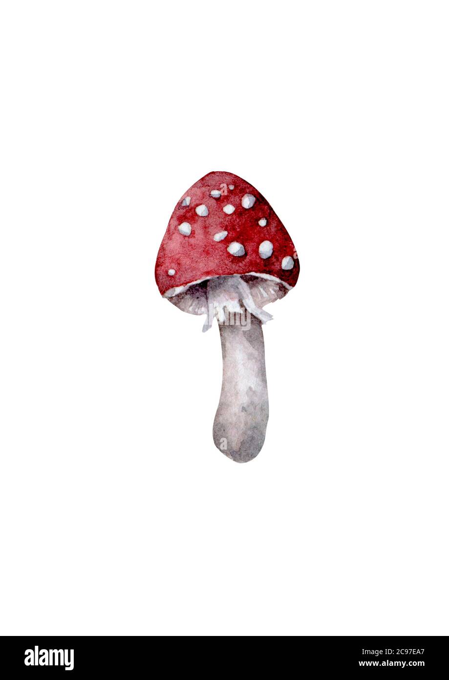 Pilz fliegenpilz wald amanita muscaria Ausgeschnittene Stockfotos und ...