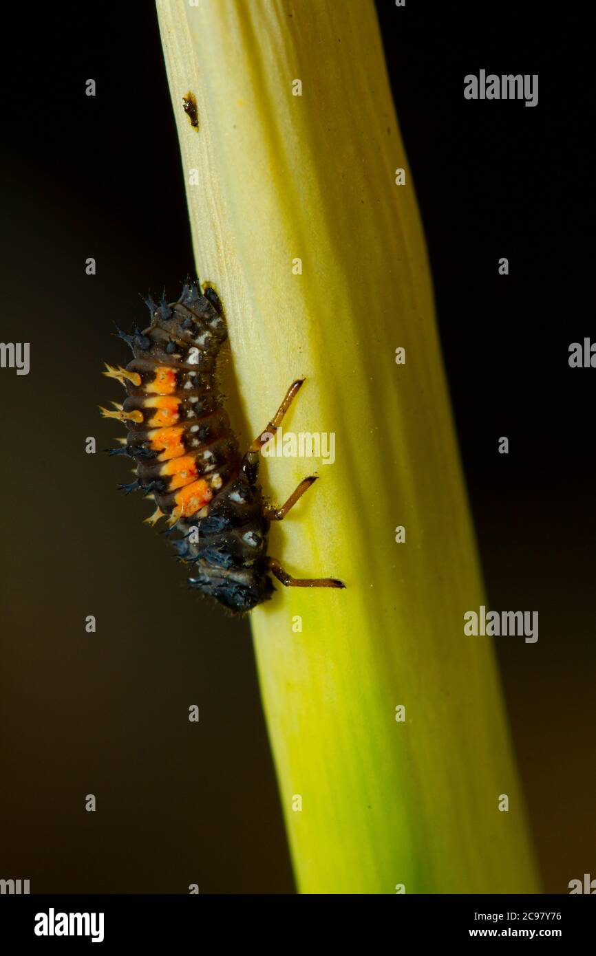 Schwarze und orange raupe -Fotos und -Bildmaterial in hoher Auflösung ...