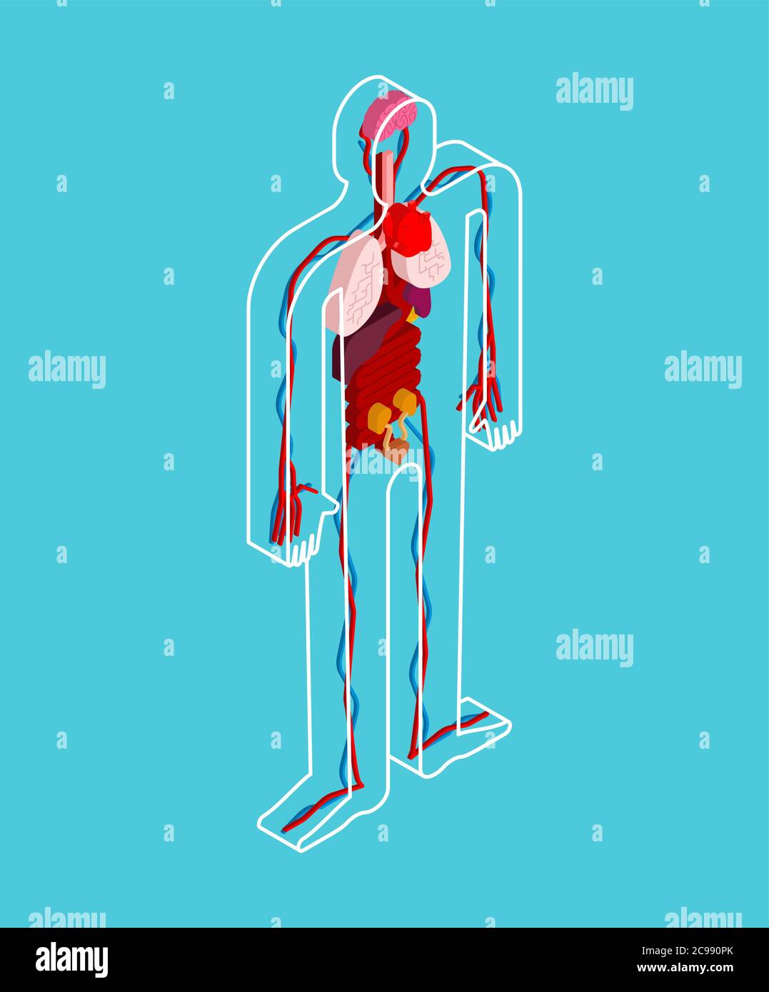 Menschliche Anatomie. Transparenter Körper und innere Organe. vektor ...