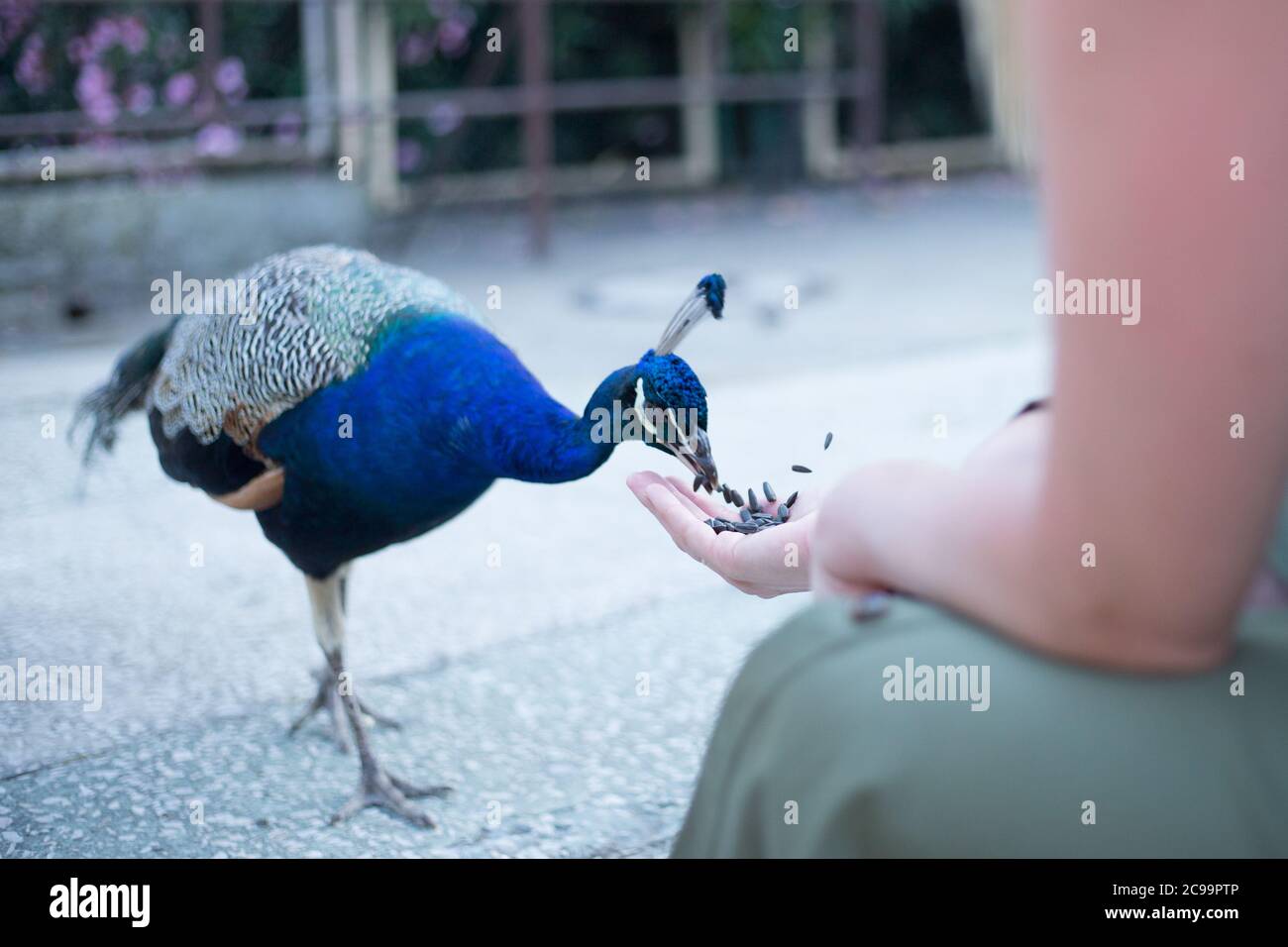Baby peacock -Fotos und -Bildmaterial in hoher Auflösung – Alamy