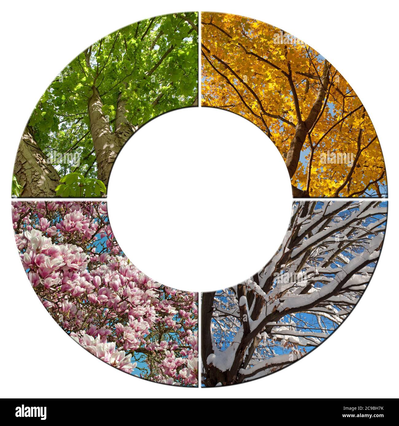4 jahreszeiten bäume wald -Fotos und -Bildmaterial in hoher Auflösung – Alamy