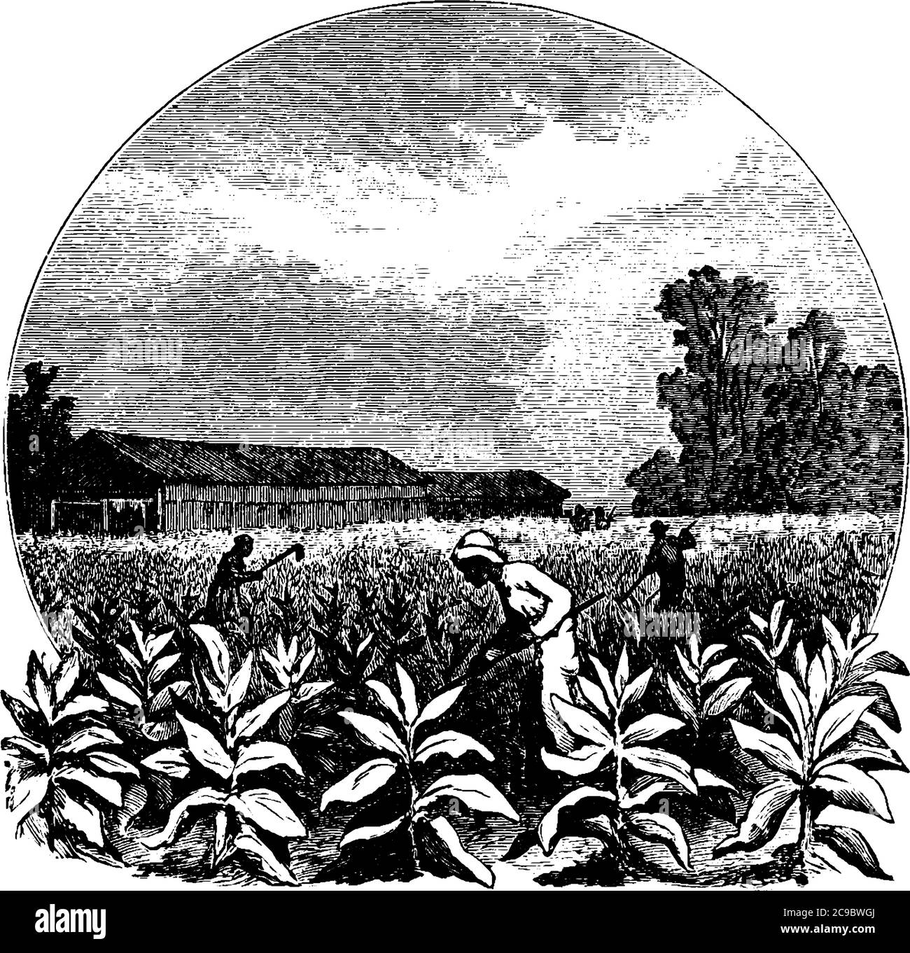 Menschen in feldern arbeiten Stock-Vektorgrafiken kaufen - Alamy