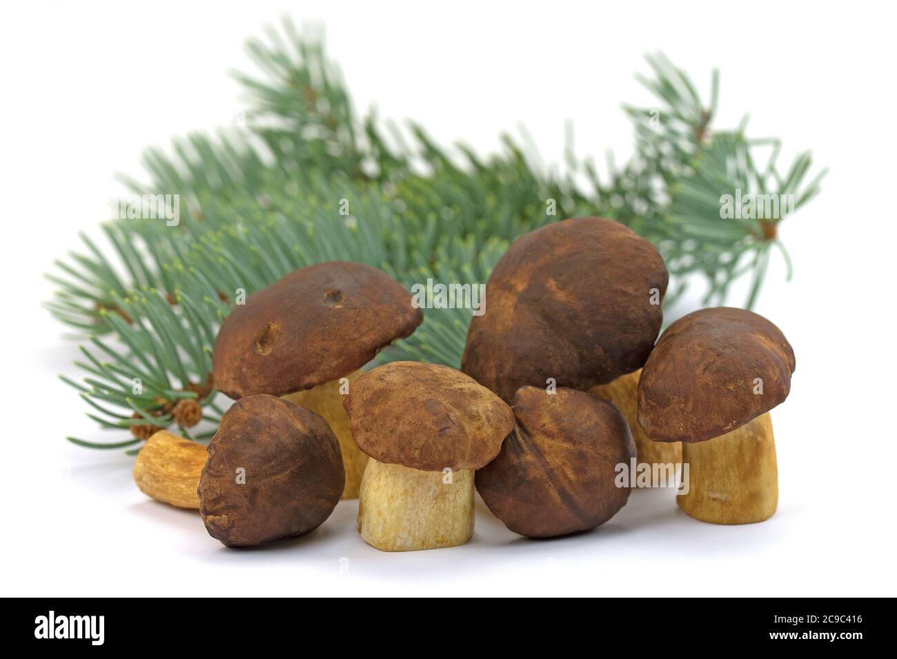 Essbare waldpilze Ausgeschnittene Stockfotos und -bilder - Alamy