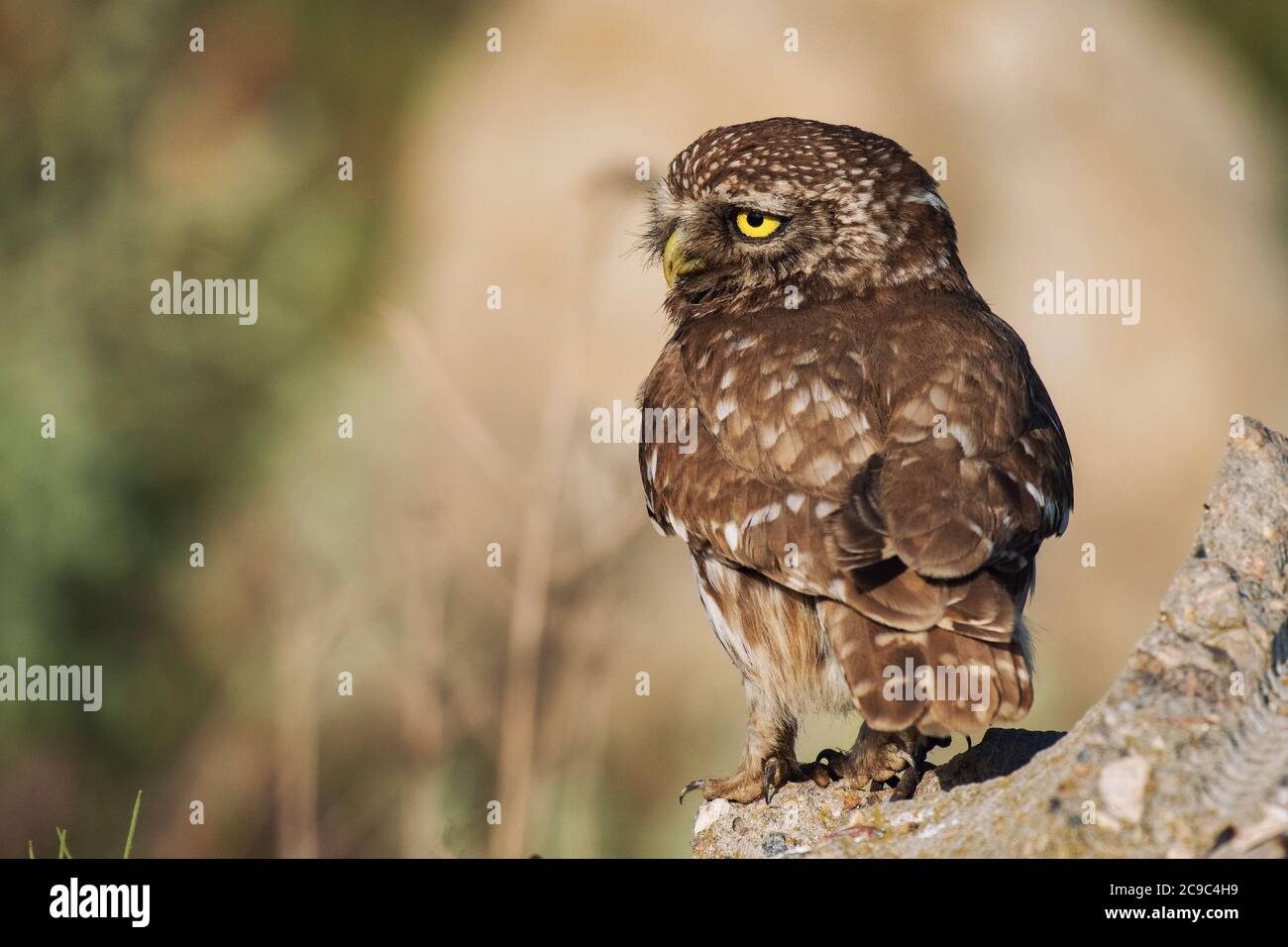 Eule mit kopf gedreht -Fotos und -Bildmaterial in hoher Auflösung – Alamy