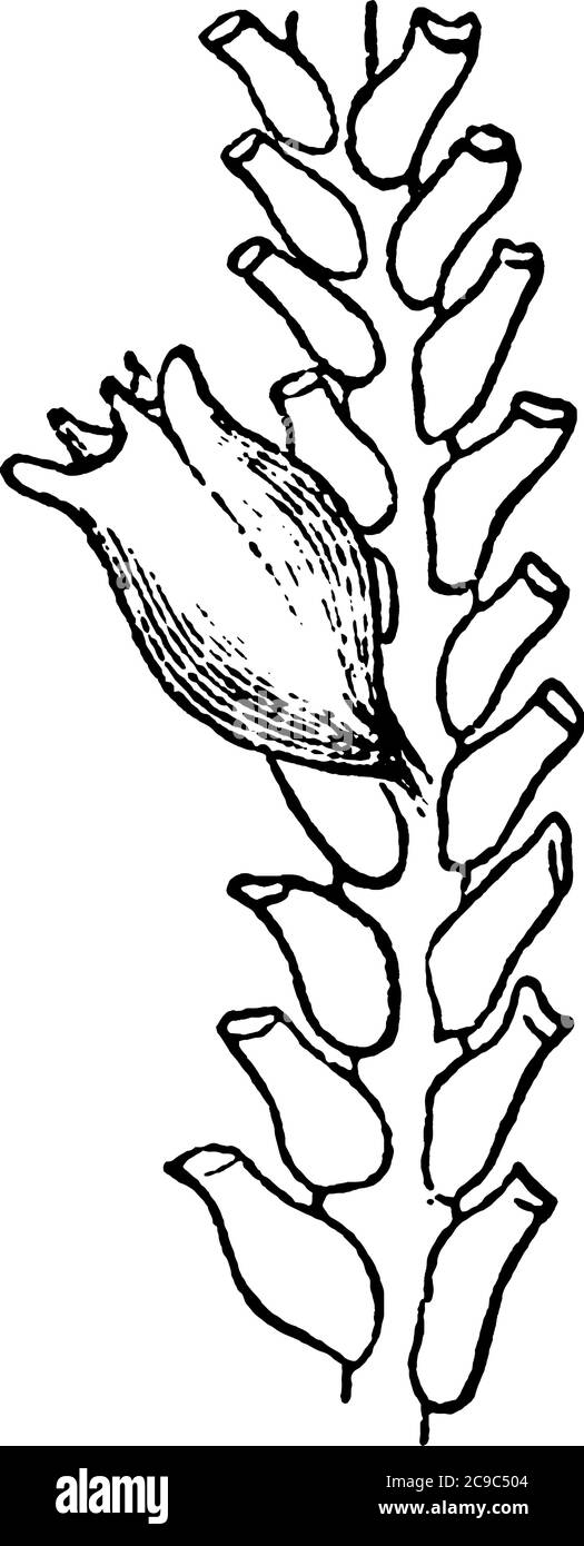 Sertularia ist eine Gattung von Hydroiden in der Familie Sertulariidae ...