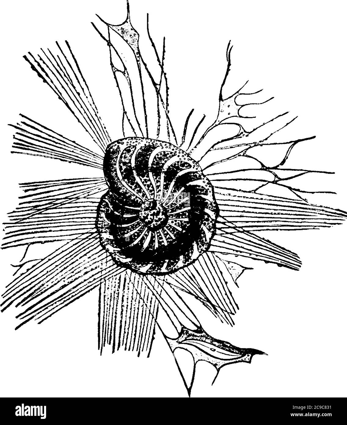 Polystomella, die in der Bryozoan Phylum gruppiert sind, vintage Linie ...