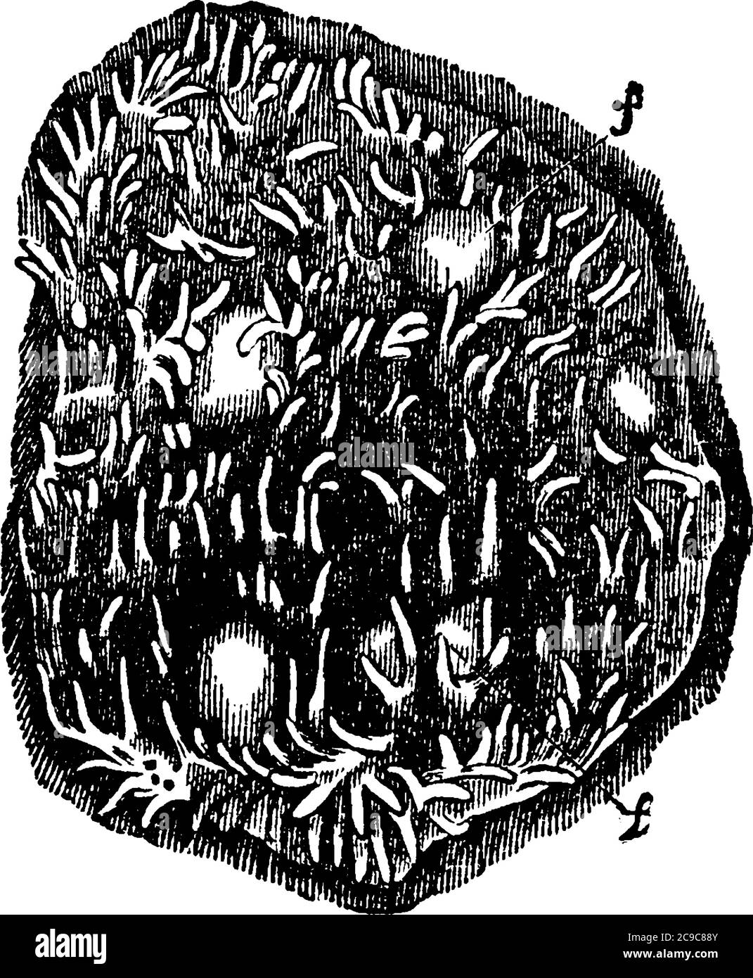 Innere Struktur Dünndarm, der kleine Finger-ähnliche Projektionen von ...