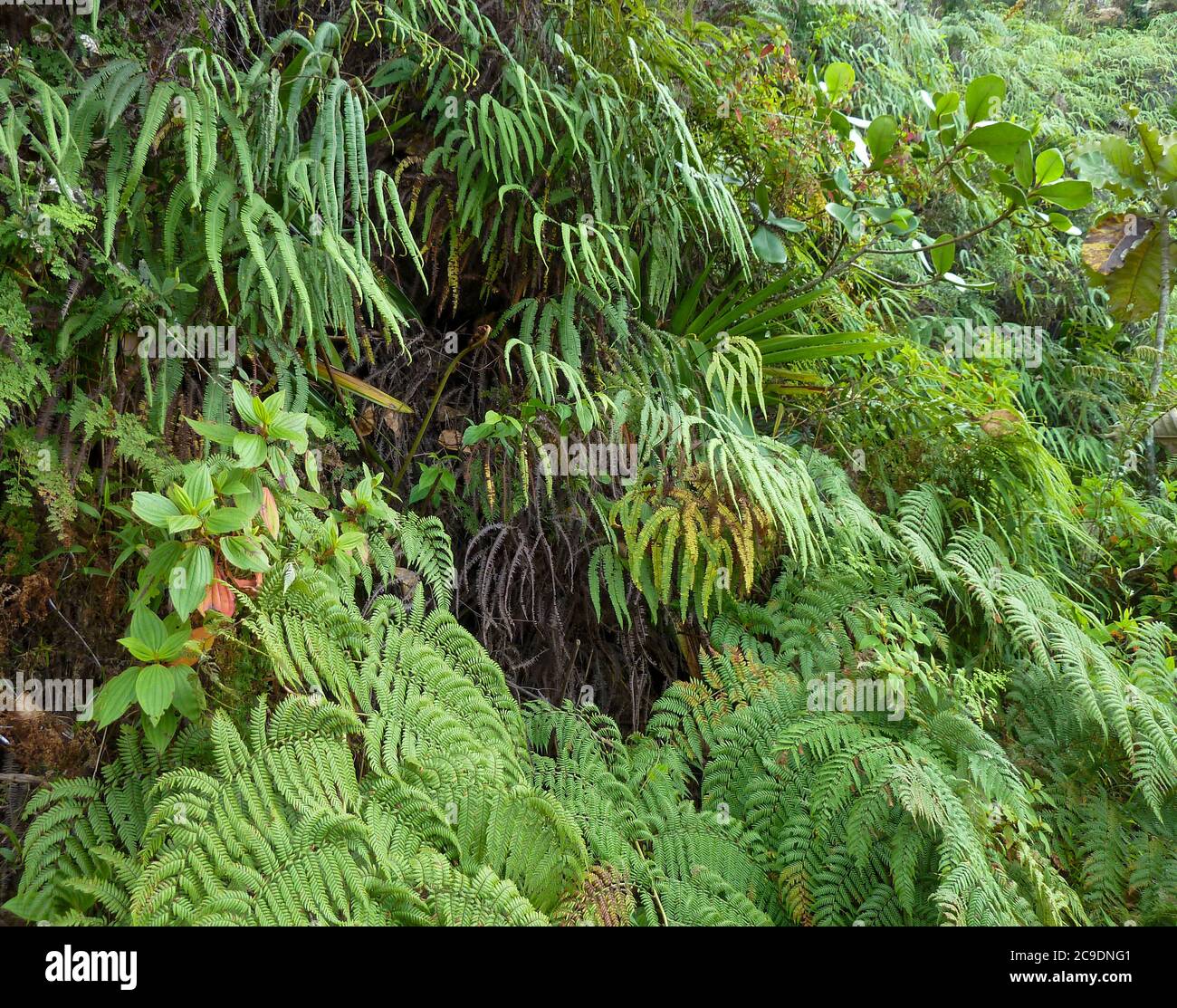 Bodendecker farn -Fotos und -Bildmaterial in hoher Auflösung – Alamy