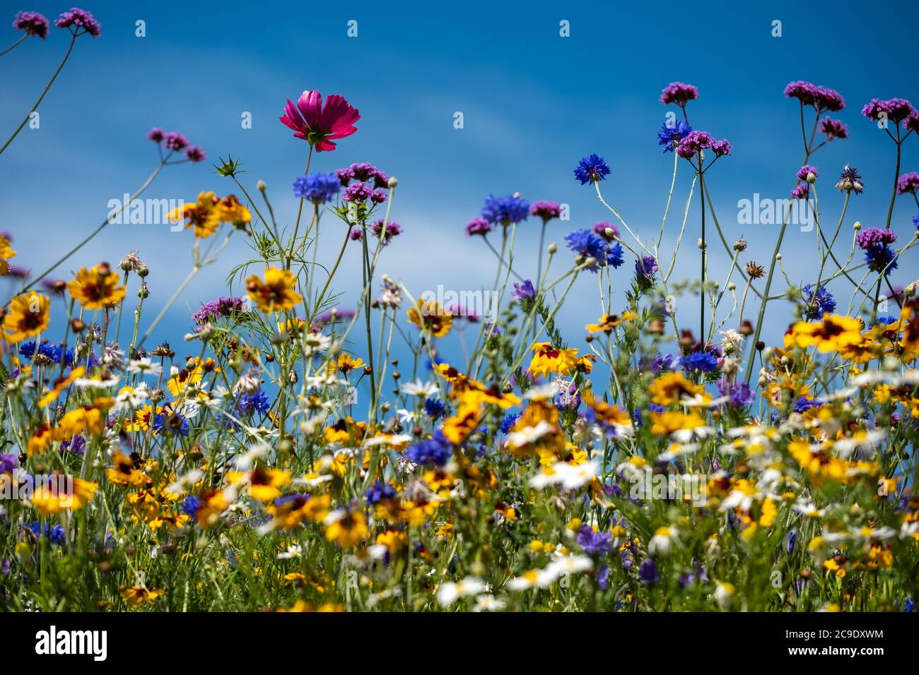 Wilde Wilde Blume Stockfotos und -bilder Kaufen - Alamy