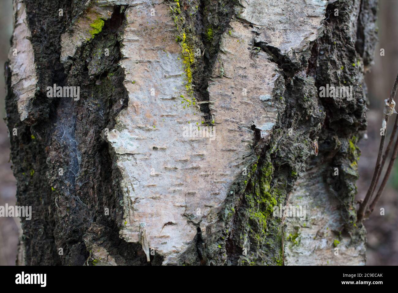 Silberne Birke (Betula pendula). Sehenswürdigkeiten im Wald: Bäume ...