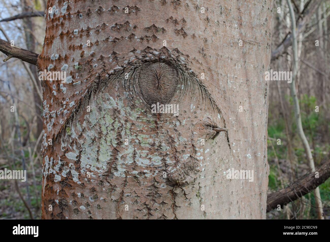 Neuseeland laubbaum -Fotos und -Bildmaterial in hoher Auflösung - Seite ...