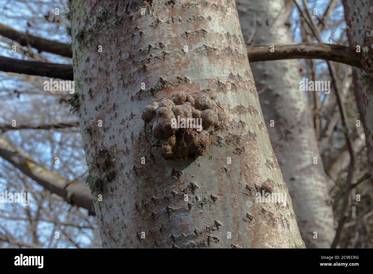 Weiße Pappel (Populus alba) markantes Rautenmuster auf der Rinde ...