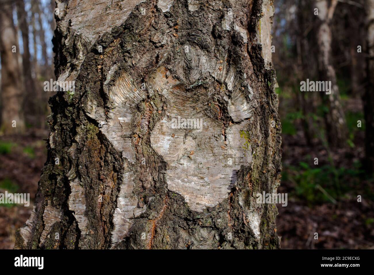 Silberne Birke (Betula pendula). Sehenswürdigkeiten im Wald: Bäume ...