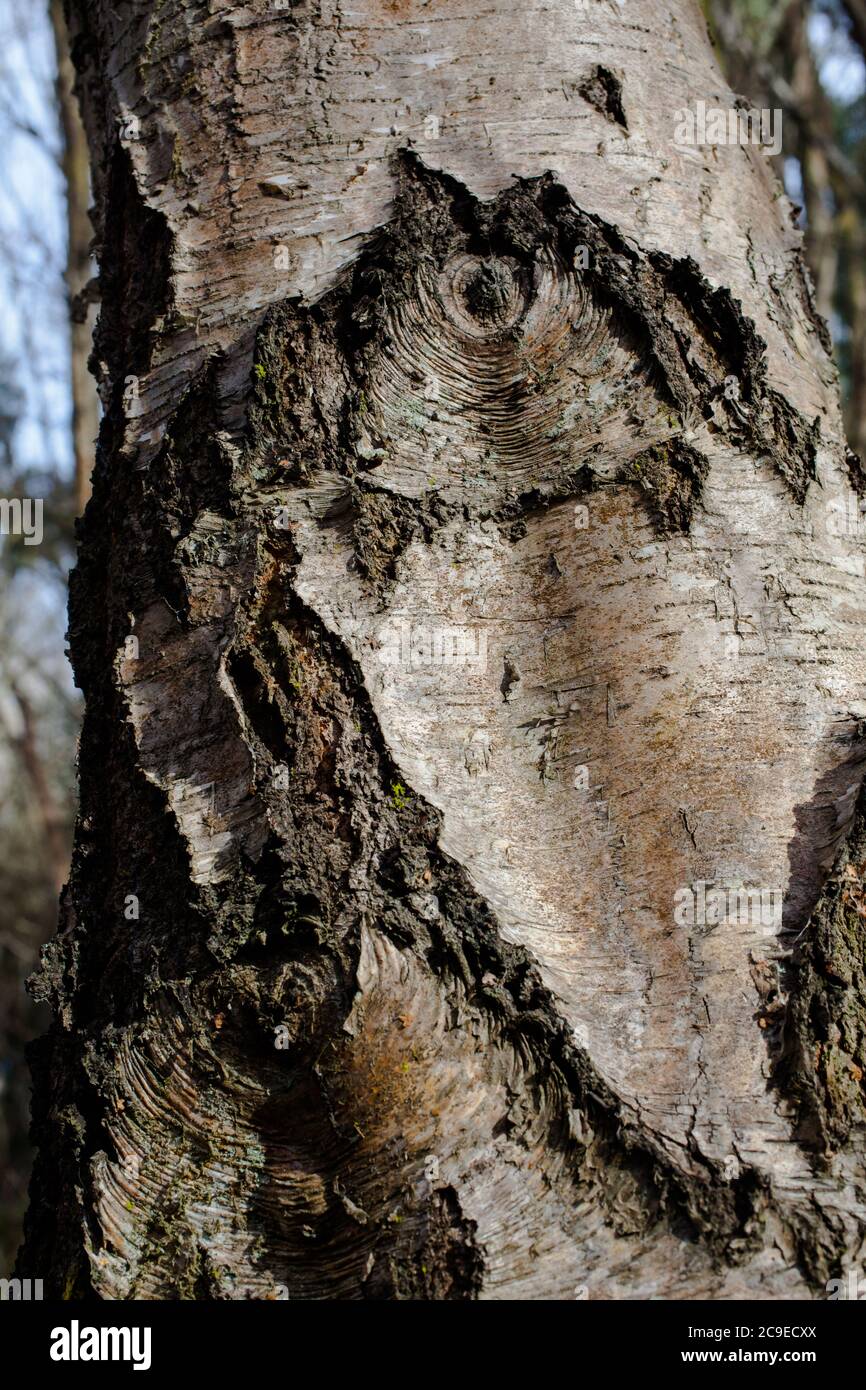 Silberne Birke (Betula pendula). Sehenswürdigkeiten im Wald: Bäume ...